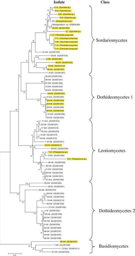 Phylogenetic Tree Showing The Relationship Among Endophytic Fungi And