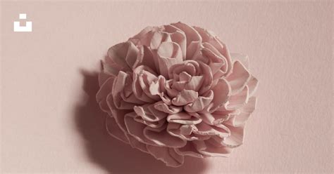 ピンクの背景にピンクの花の写真 Unsplashの無料花写真