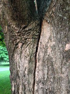 Tree Hazards Ideas Tree Picture Hazard