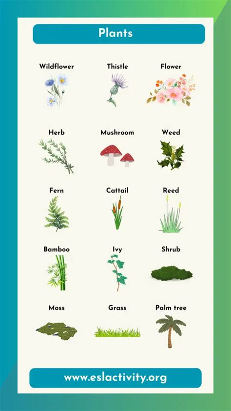 Plant Names In English Most Common Types Of Plants