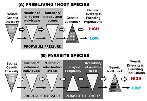 2 Theoretical Schematic For How Source Diversity And Propagule Download Scientific Diagram