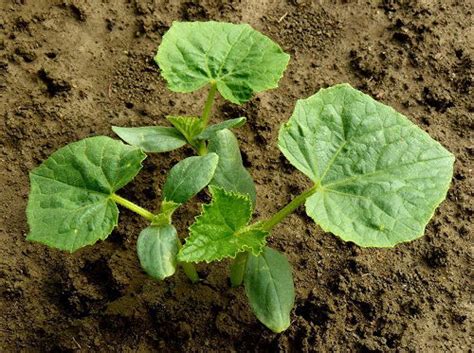 20 Best Mini Cucumber Varieties Small Cucumbers