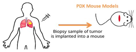 Mouse Model And Pdx Analysis Fish Creative Bioarray