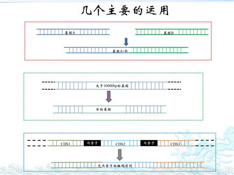 重叠PCR Overlap