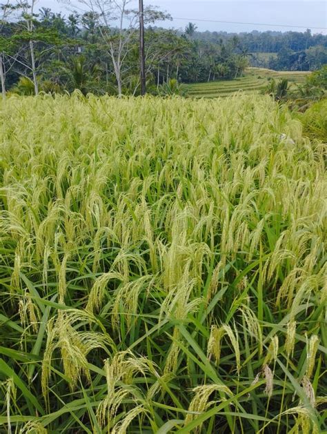 25 June 2023 Landscape Rice Field In Bali Indonesia Rice Are