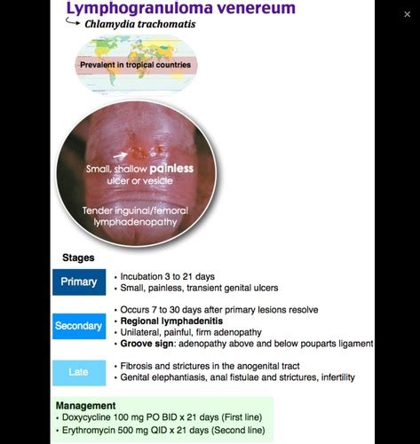 Lymphogranuloma Venereum Lymphogranuloma Venereum Outbreak In Europe
