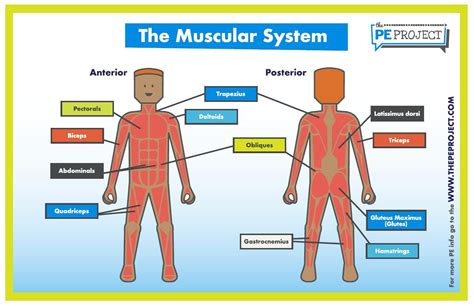 Muscular System Worksheet High School Workssheet List