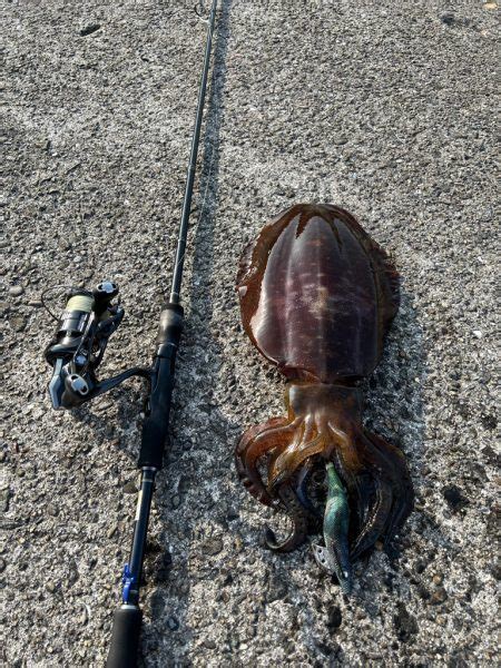 エギング絶好調 和歌山県 千田漁港 エギング アオリイカ 陸っぱり 釣り・魚釣り 釣果情報サイト カンパリ