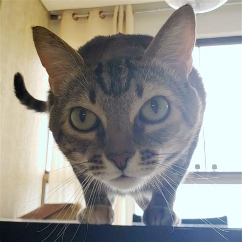 Peritonite Infecciosa Felina Pif