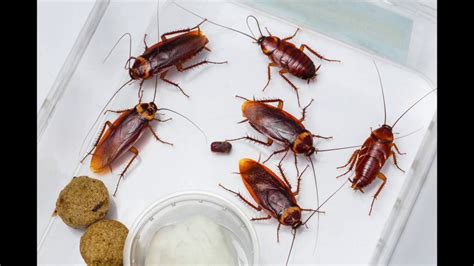 Can Cockroaches Live In Radiation At Christy Nathan Blog