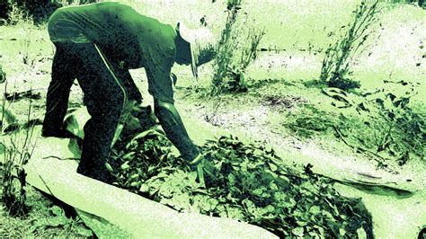 La Coca Colombia Creció Pero La Producción De Cocaína Explotó