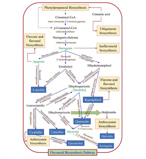Probable Flavonoid Biosynthesis Pathway Inferred In Psyllium Blue