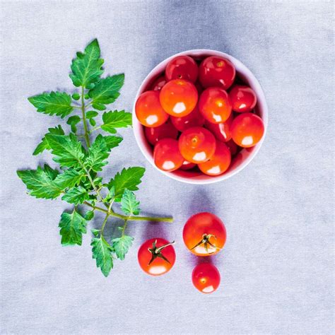 Cherry Tomato Seedlings