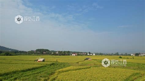 江西莲花丰景如画收割忙 视觉江西 大江网首页