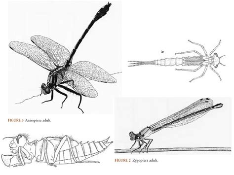 Insect Classification Lab PPT