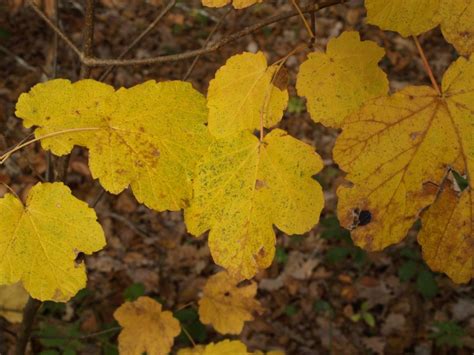 La Blada Fauna I Flora
