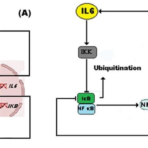 Feedback Loops Of The Model Of Inflammation The Mathematical Model Download Scientific