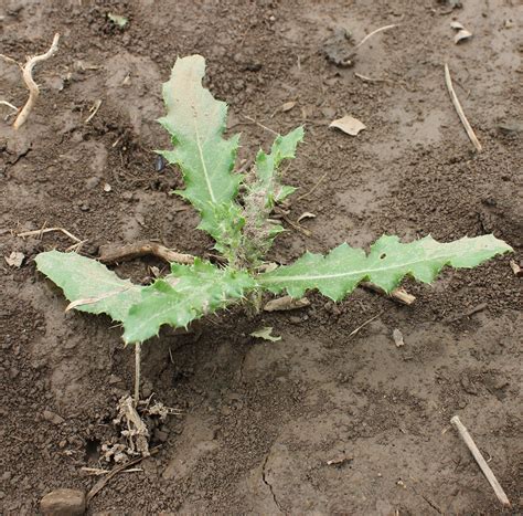 Canada Thistle Weed Identification Guide For Ontario Crops Ontario Ca