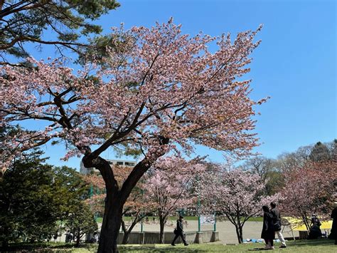 円山公園の花見・桜情報【2023年】｜ウェザーニュース