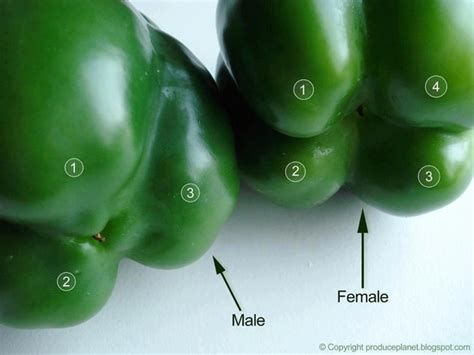 Eve Was Partially Right Clean Eating Is Good Eating Male Versus Female Green Or Red Peppers