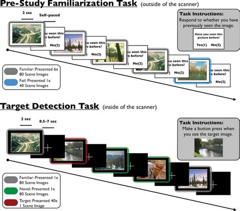 Hippocampal Networks Habituate As Novelty Accumulates
