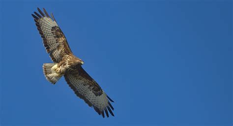 Buzzard Bird Flying - Free photo on Pixabay - Pixabay