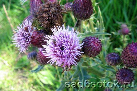 Бодяк полевой (Cirsium arvense) - Сад 6 соток