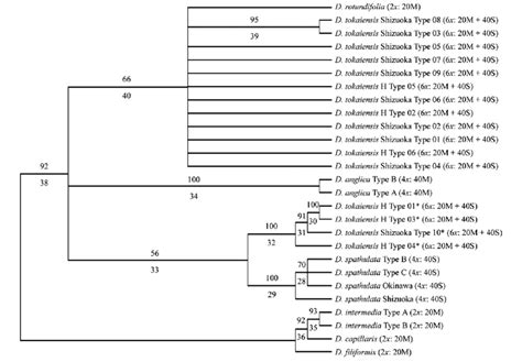 Single Most Parsimonious Tree Derived From Analysis Of Its Sequences