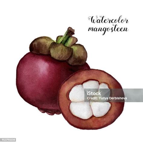 수채화 망고스틴입니다 손으로 그린 흰색 배경에 고립 된 열 대 과일 필리핀 공장입니다 디자인 또는 배경 음식 그림 과일에 대한 스톡 벡터 아트 및 기타 이미지 Istock