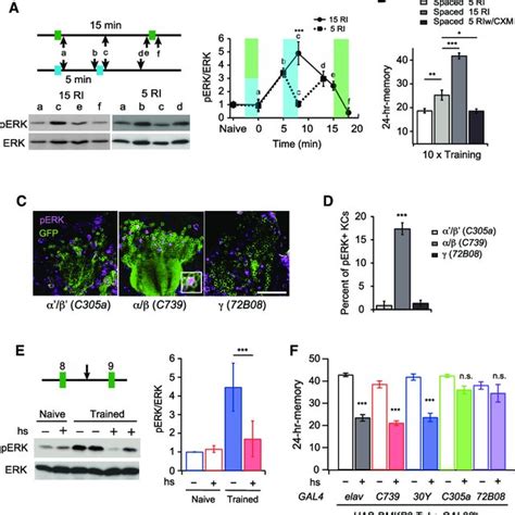 Activity Dependent Modulation Of Neuronal Connectivity During Download Scientific Diagram
