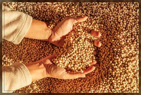 What Are The World S Staple Food Crops Al Ardh Alkhadra