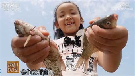 每日农经往期视频央视网