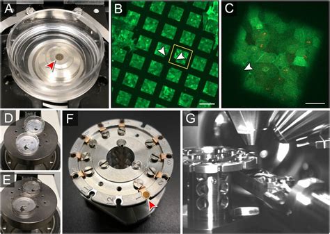 Workflow Of Correlative Live Cell Imaging And Scanning Electron