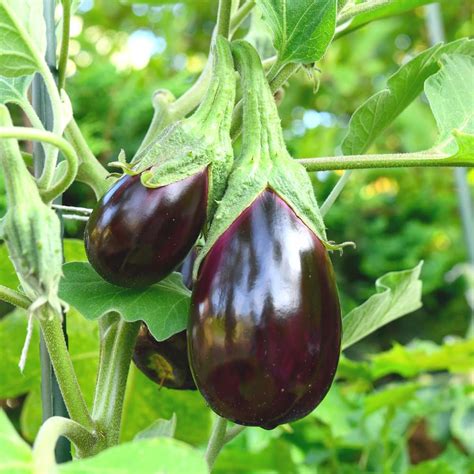 Brinjal Round F1 Hybrid Seeds High Yield And Glossy Baingan Moji Mall