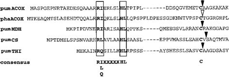 Alignment Of The Amino Terminal Presequence Of Pumpkin Acox With Other