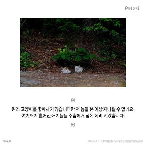 더쿠 아버지가 버려진 고양이 형제들 데리고 온 썰