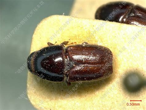 苹果小蠹 Scolytus mali 物种库 国家动物标本资源库