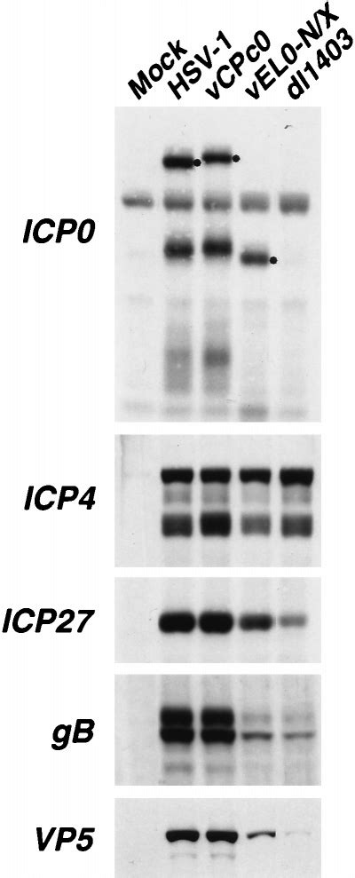 Accumulation Of Hsv 1 Specified Proteins In Infected Cells Vero Cells