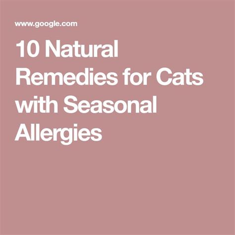 10 Natural Remedies For Cats With Seasonal Allergies Cattime