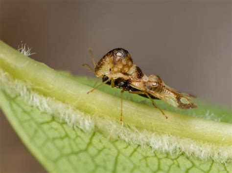 Lace Bug Bugguide