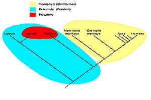 Clade Definition Uses And Examples