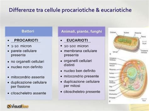 Struttura Delle Cellule
