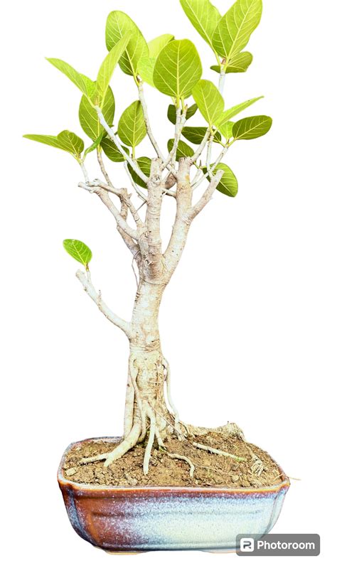 Bargad Bonsai Buy Ficus Bengalensis Bargad Bonsai