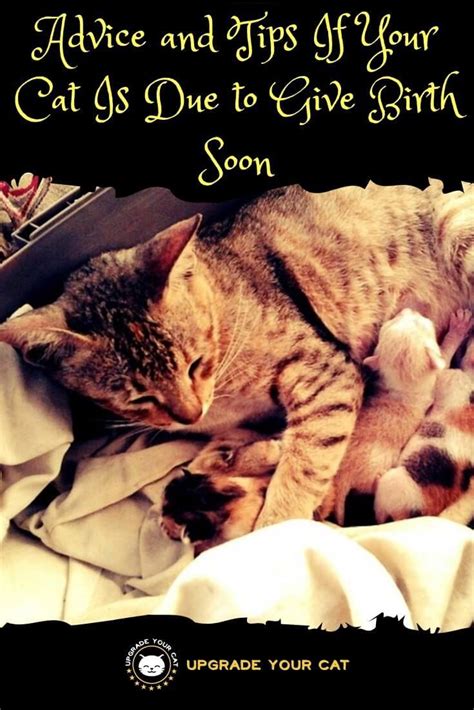Cat Giving Birth For The First Time Read This