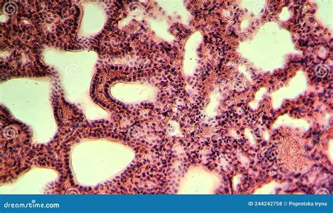 Glandular Epithelium Microscopic Photo Of Permanent Preparation