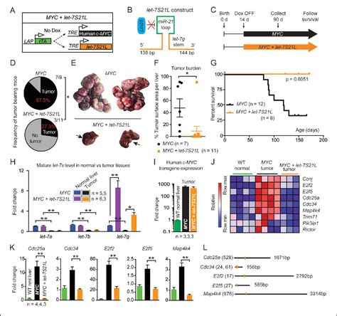 Figure 1 From Precise Let 7 Expression Levels Balance Organ