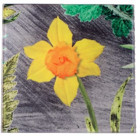Daffodil Botanic Style Glass Coaster Gillian Arnold