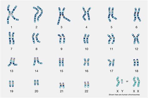 Sex Chromosomes Responsible For Much More Than Determining Sex