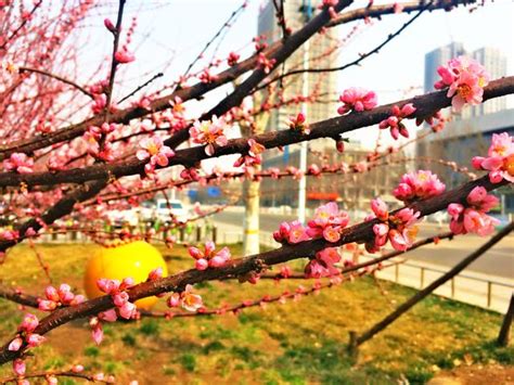 四季常青 三季有花 100餘種春夏季節花卉扮靚菜鄉壽光 每日頭條
