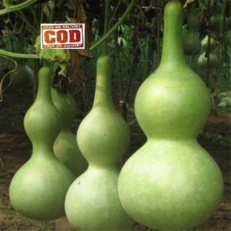 Labu Botol Labu Air Botol 10 Pcs Biji Bibit Benih Labu Botol